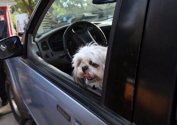 Man claims dog was driving in high-speed DUI chase