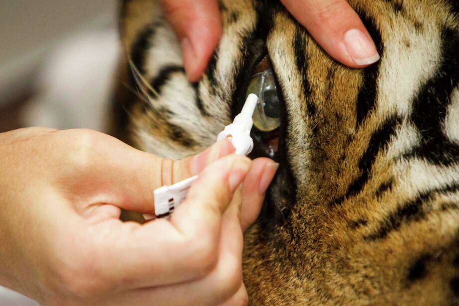 Rare, aging tiger euthanized at the Houston Zoo - Houston Chronicle
