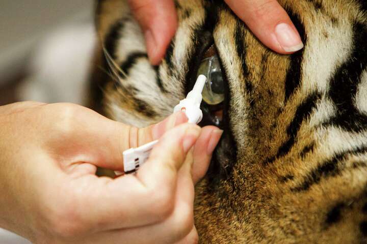Big cats get special treatment at the Houston Zoo