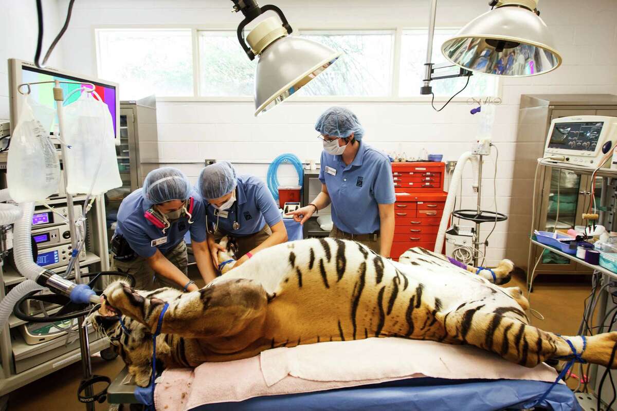 Big cats get special treatment at the Houston Zoo