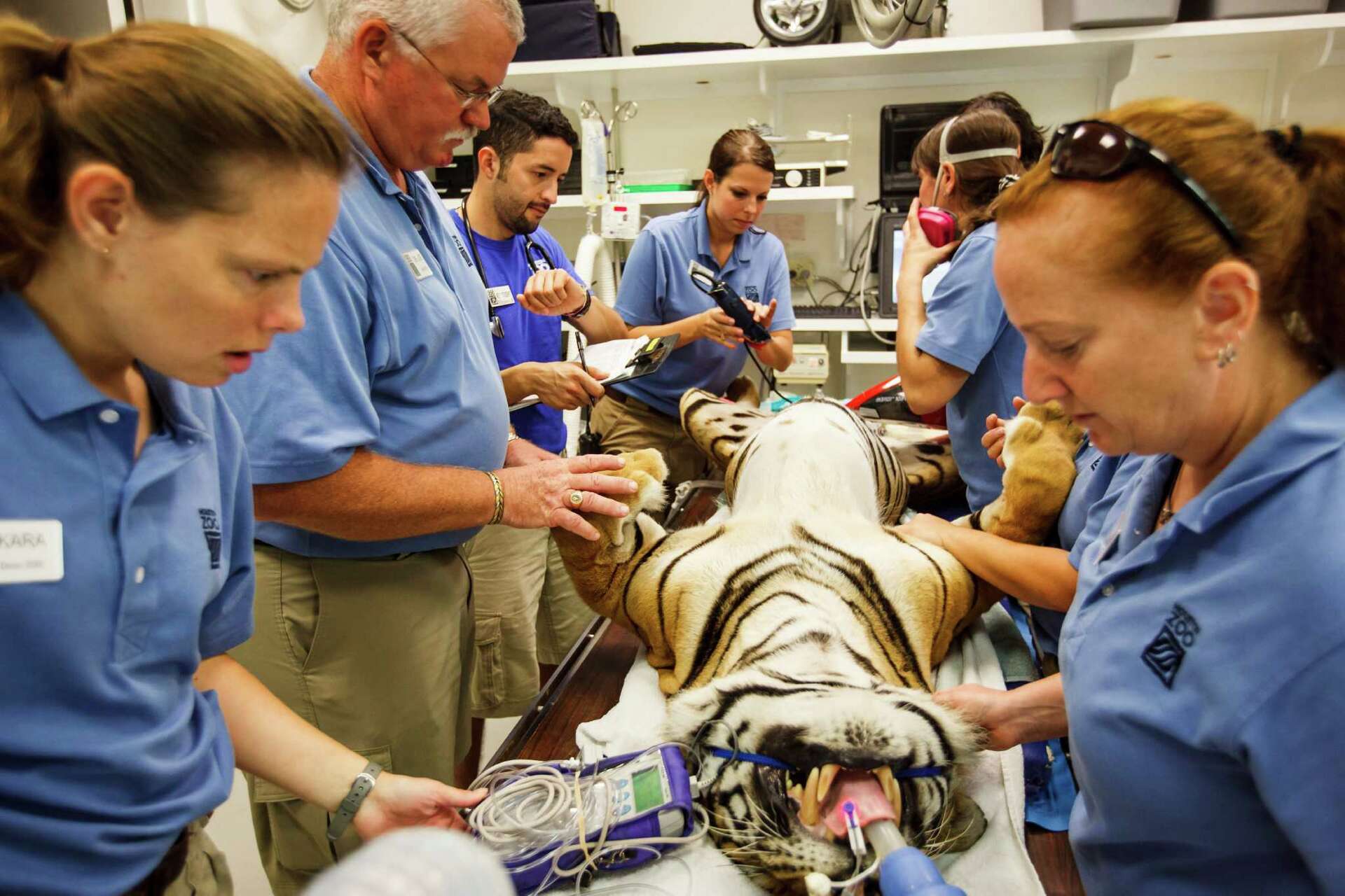 Stem cells help some ailing Houston Zoo creatures