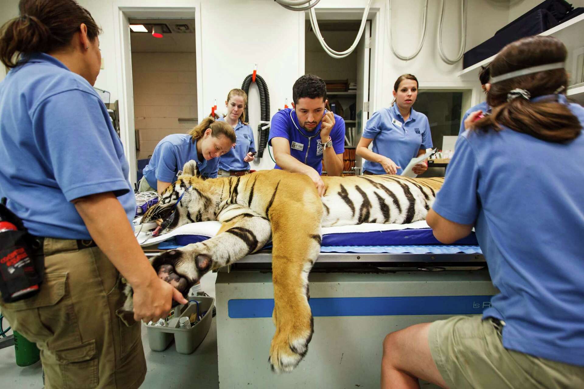 Stem cells help some ailing Houston Zoo creatures