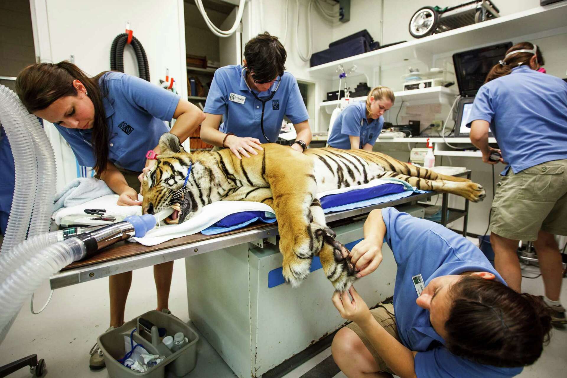 Big cats get special treatment at the Houston Zoo