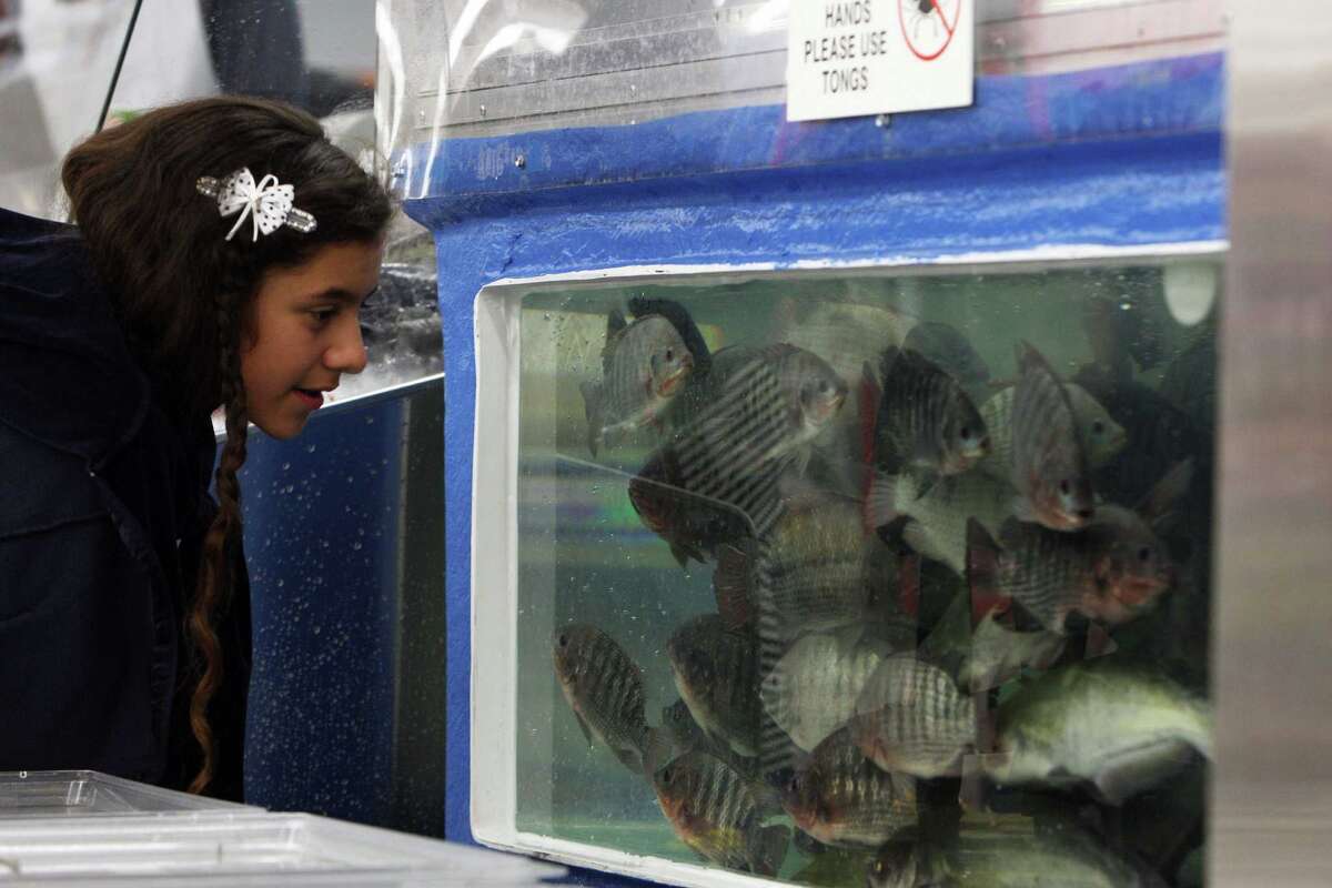 Around the world in the new Fiesta