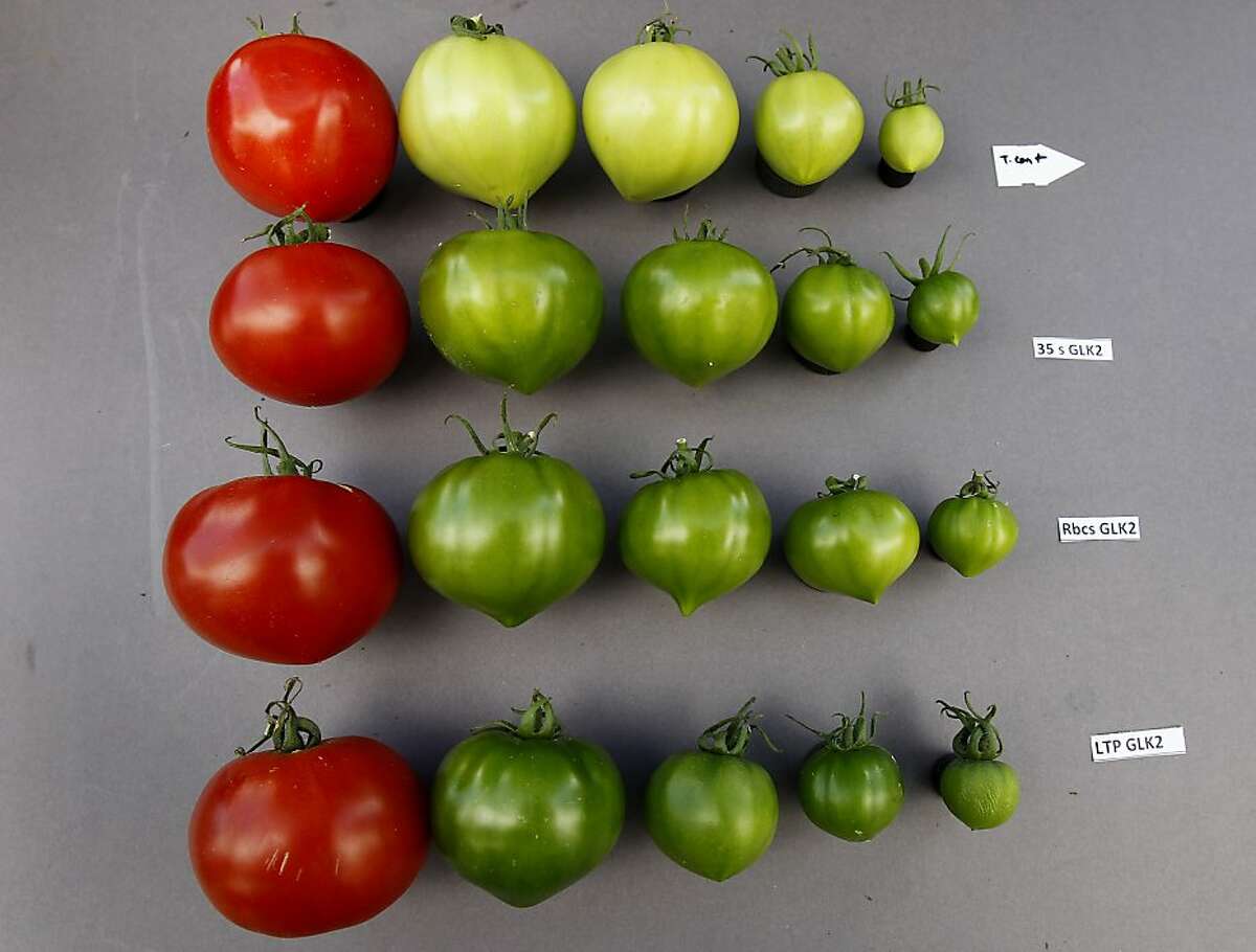 Tomato breakthrough at UC Davis could aid industry