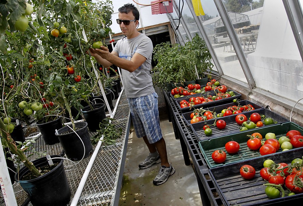 Tomato breakthrough at UC Davis could aid industry