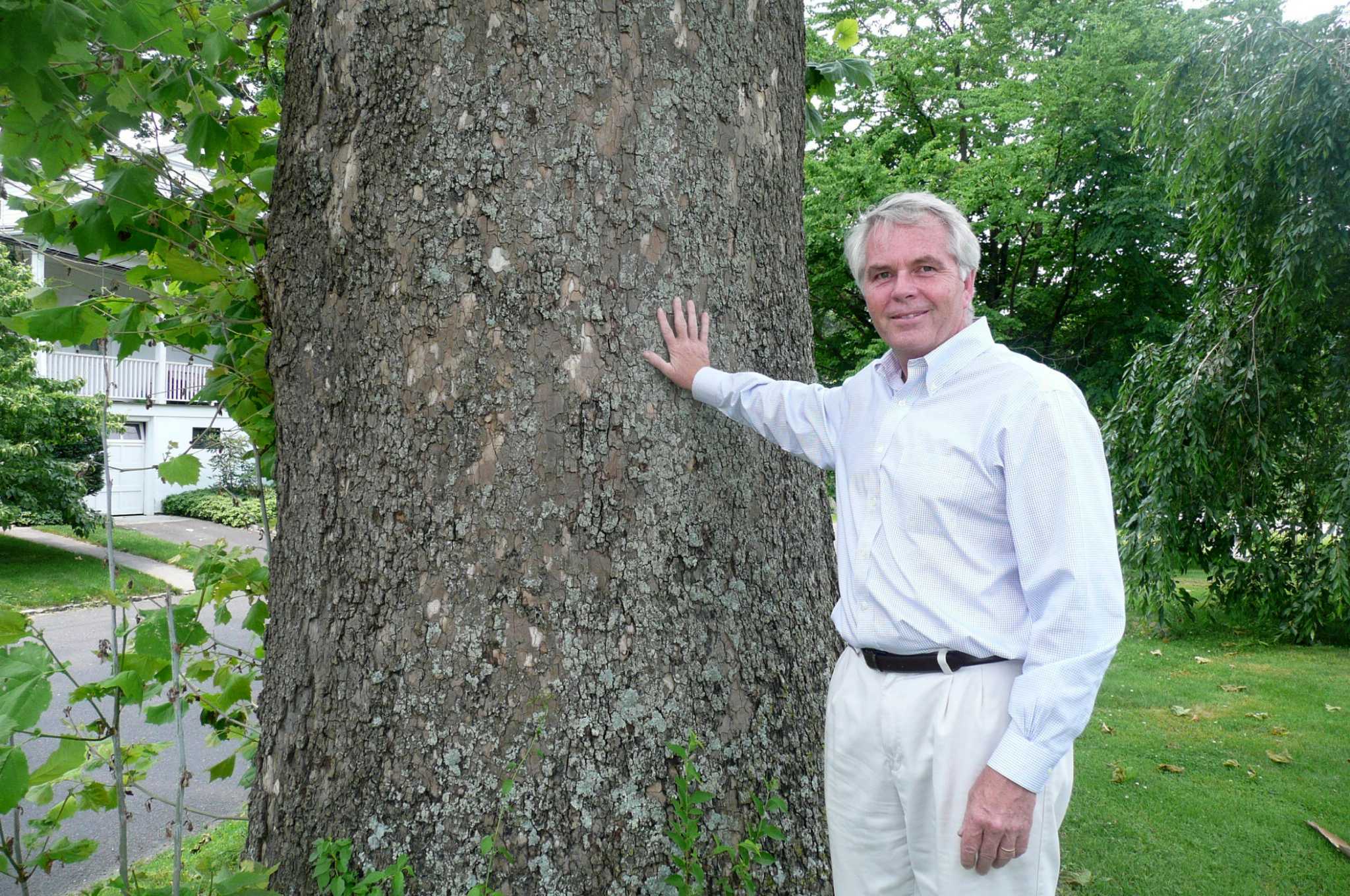 Going out on a limb: Greenwich tree warden sizes up notable trees