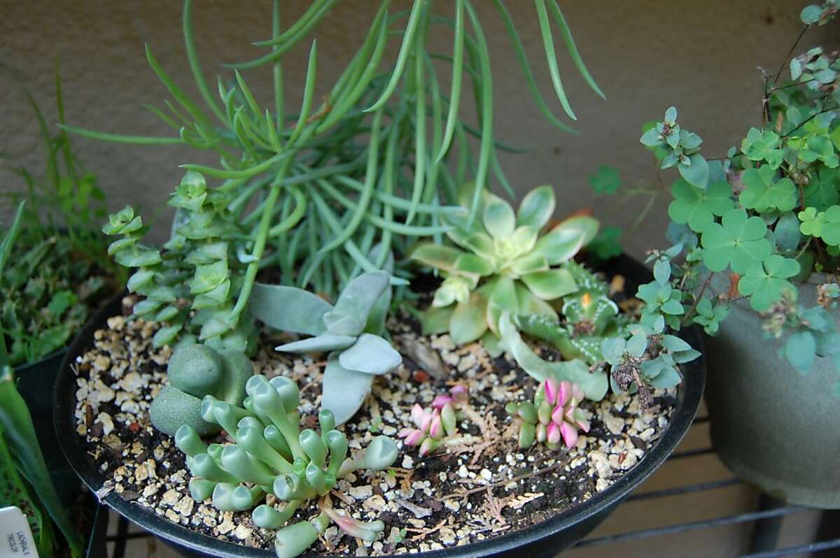 Fenestraria - known as baby toes - add interest