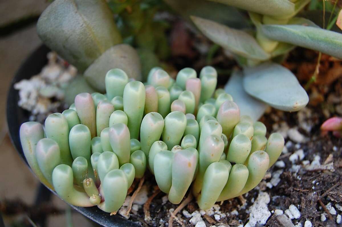 Fenestraria - known as baby toes - add interest