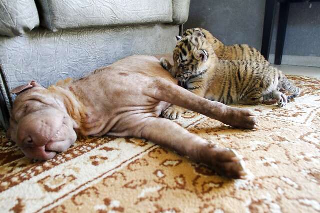 The tiger 'puppies' of Sochi