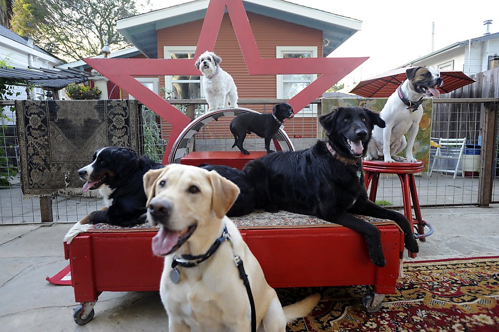 At Friends of the Family, dogs learn circus tricks