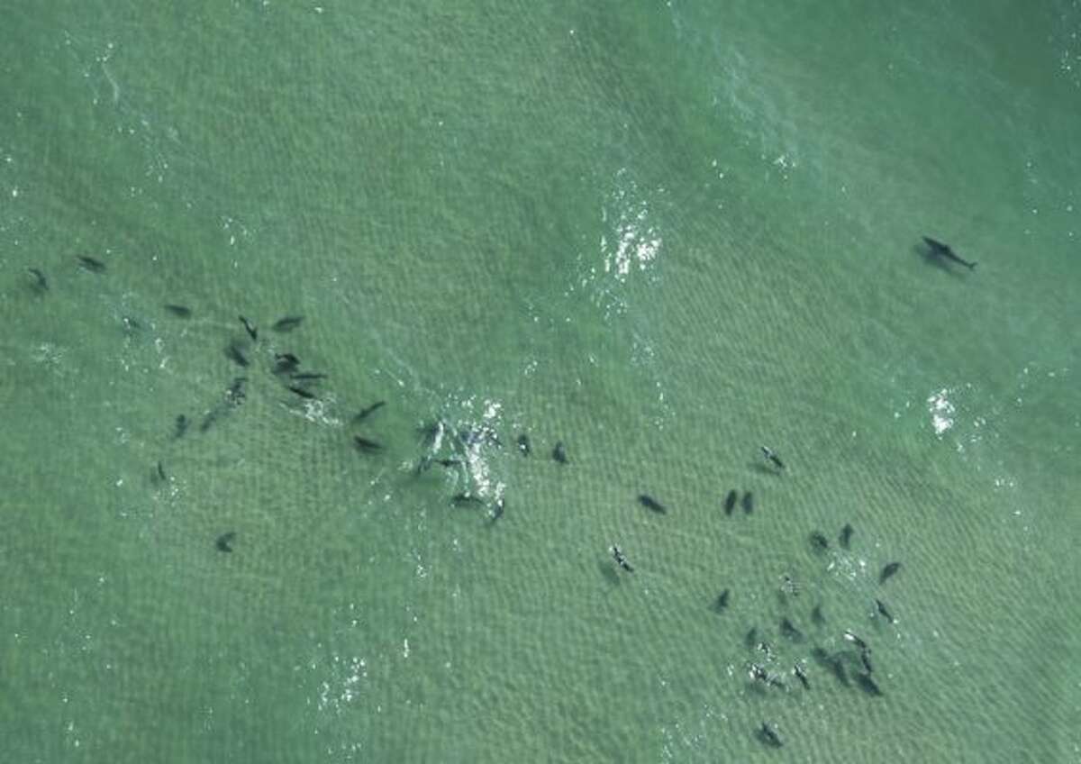 Sharks of Cape Cod
