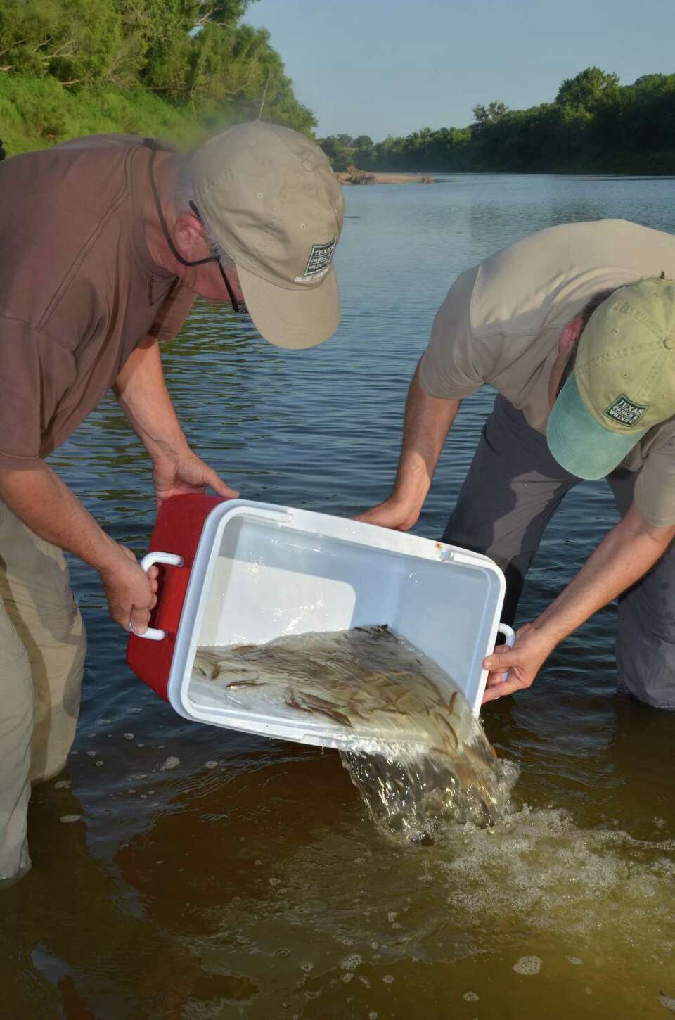 Texas minnows added to endangered list