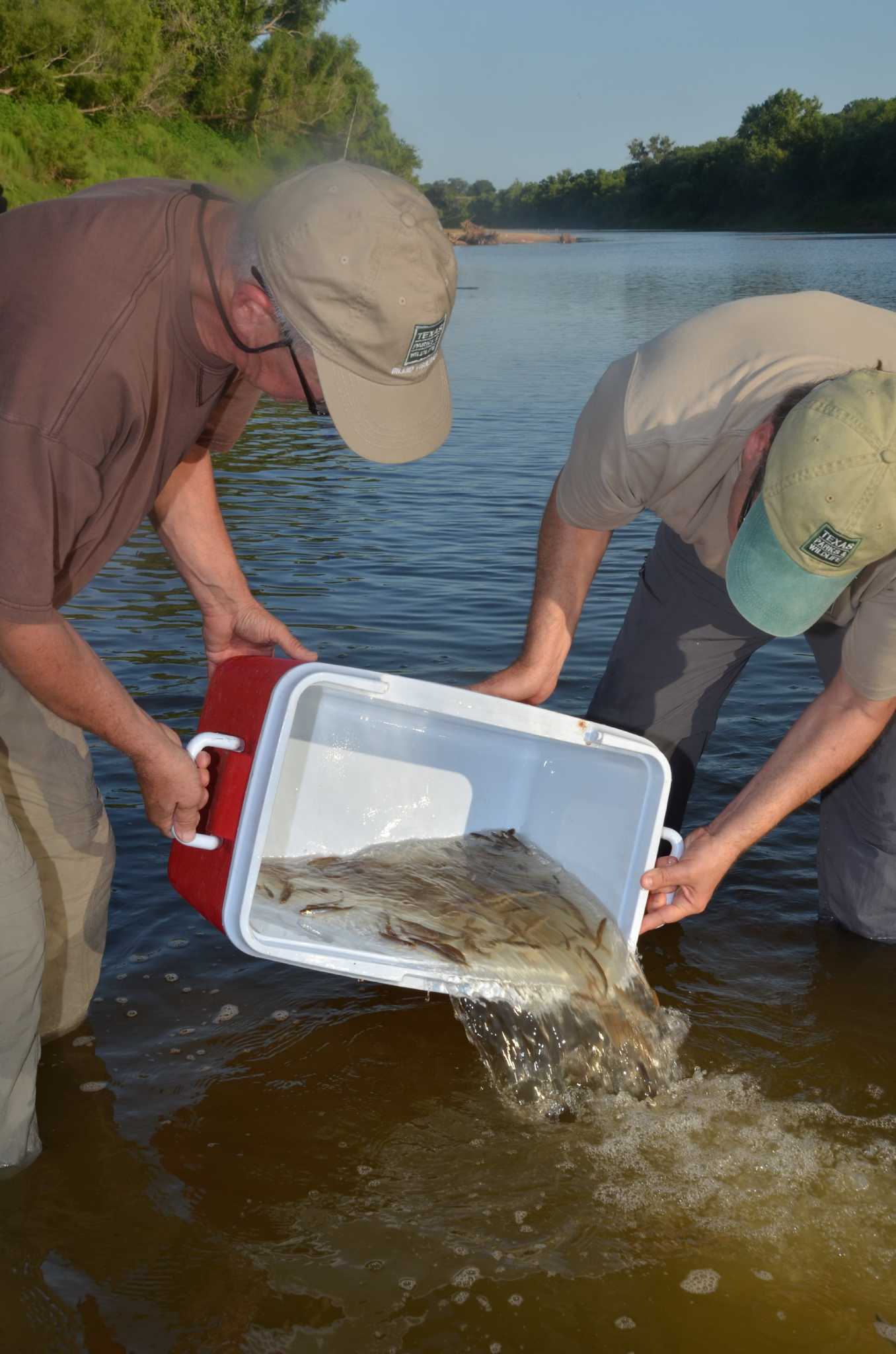 Biologists working to save tiny shiners