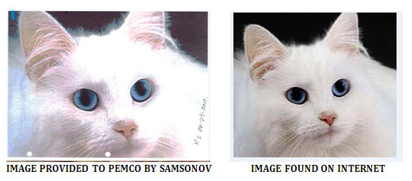 Man claims $20K for 'fake' dead cat, gets charged with fraud