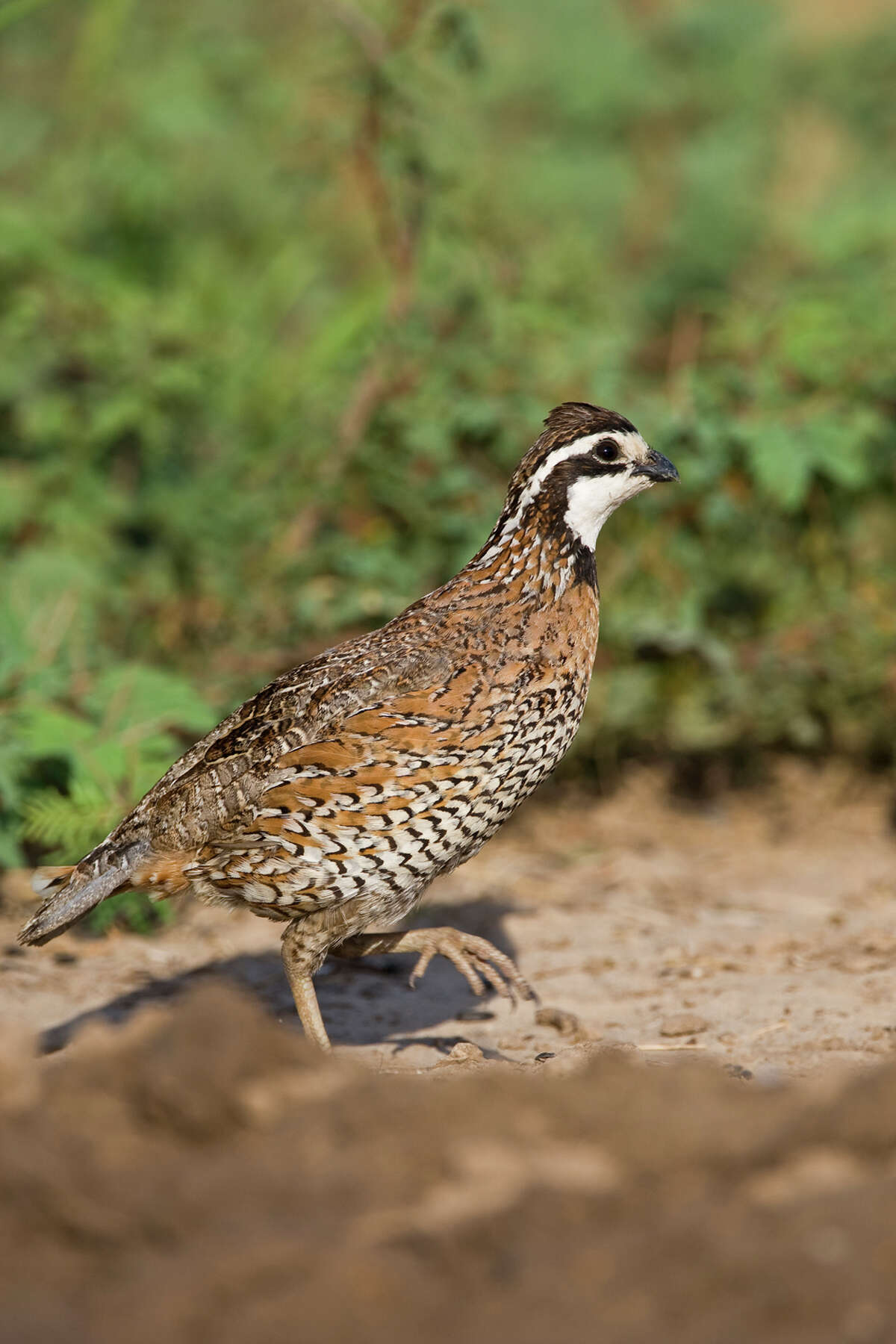 Nature: Spotting a scarce bobwhite quail