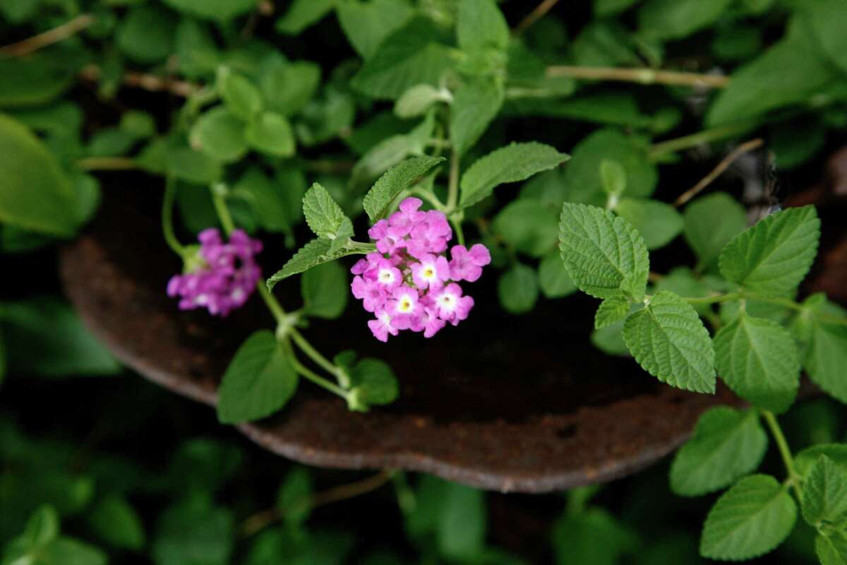 Trailing lavender lantana a long-flowering butterfly magnet