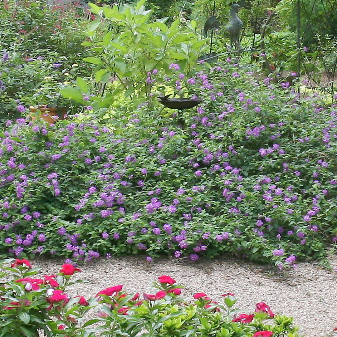 Trailing lavender lantana a long-flowering butterfly magnet