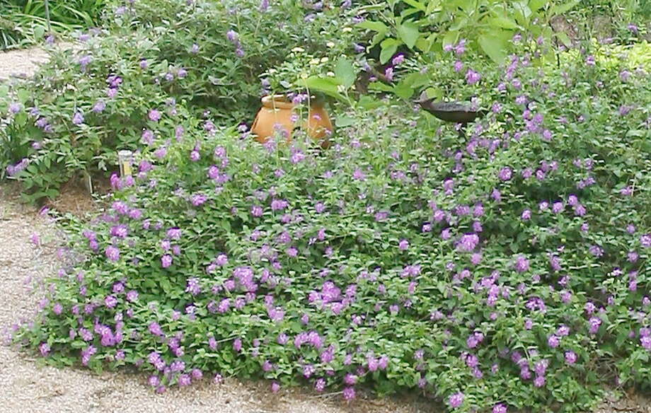 Trailing lavender lantana a long-flowering butterfly magnet - Houston ...