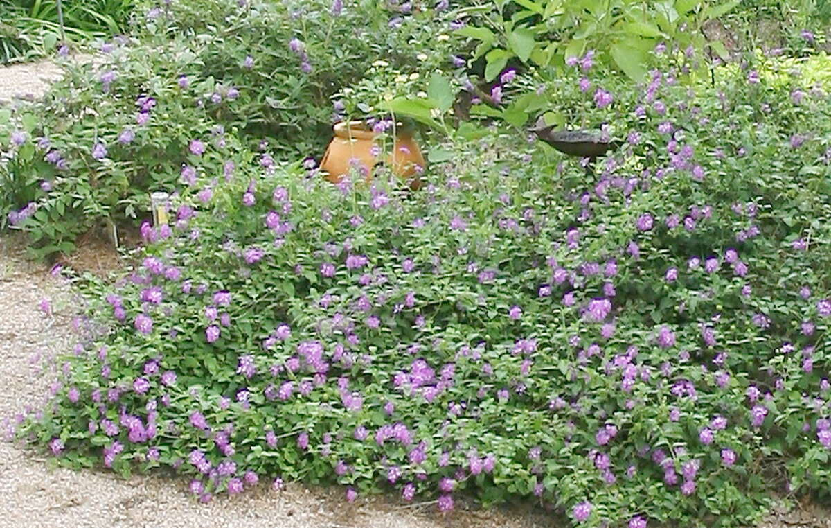 Trailing lavender lantana a long-flowering butterfly magnet