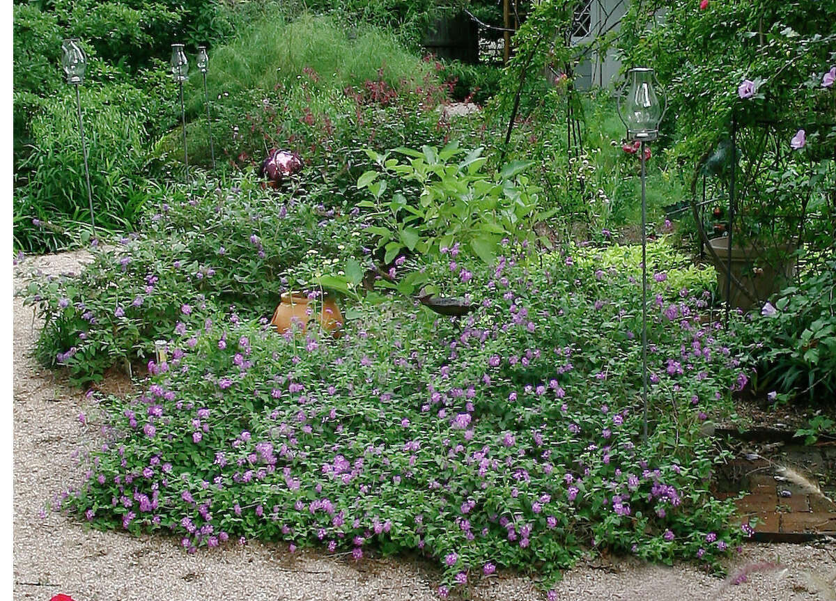 Trailing lavender lantana a long-flowering butterfly magnet