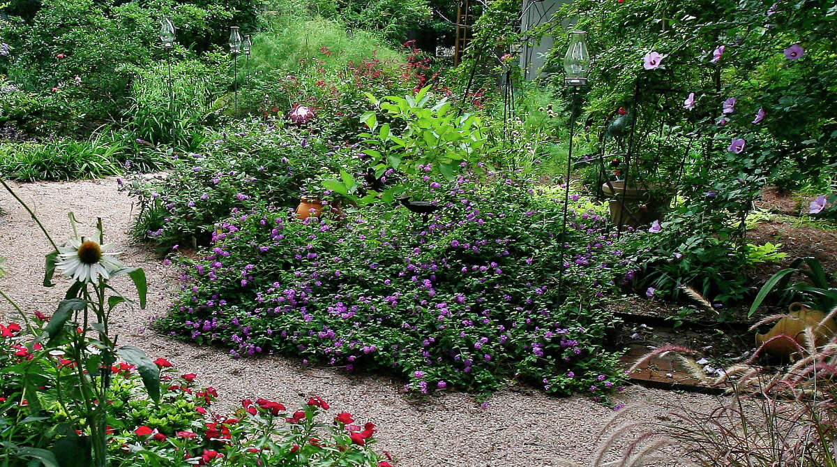 Trailing lavender lantana a long-flowering butterfly magnet