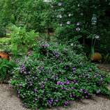 Trailing lavender lantana a long-flowering butterfly magnet - Houston ...