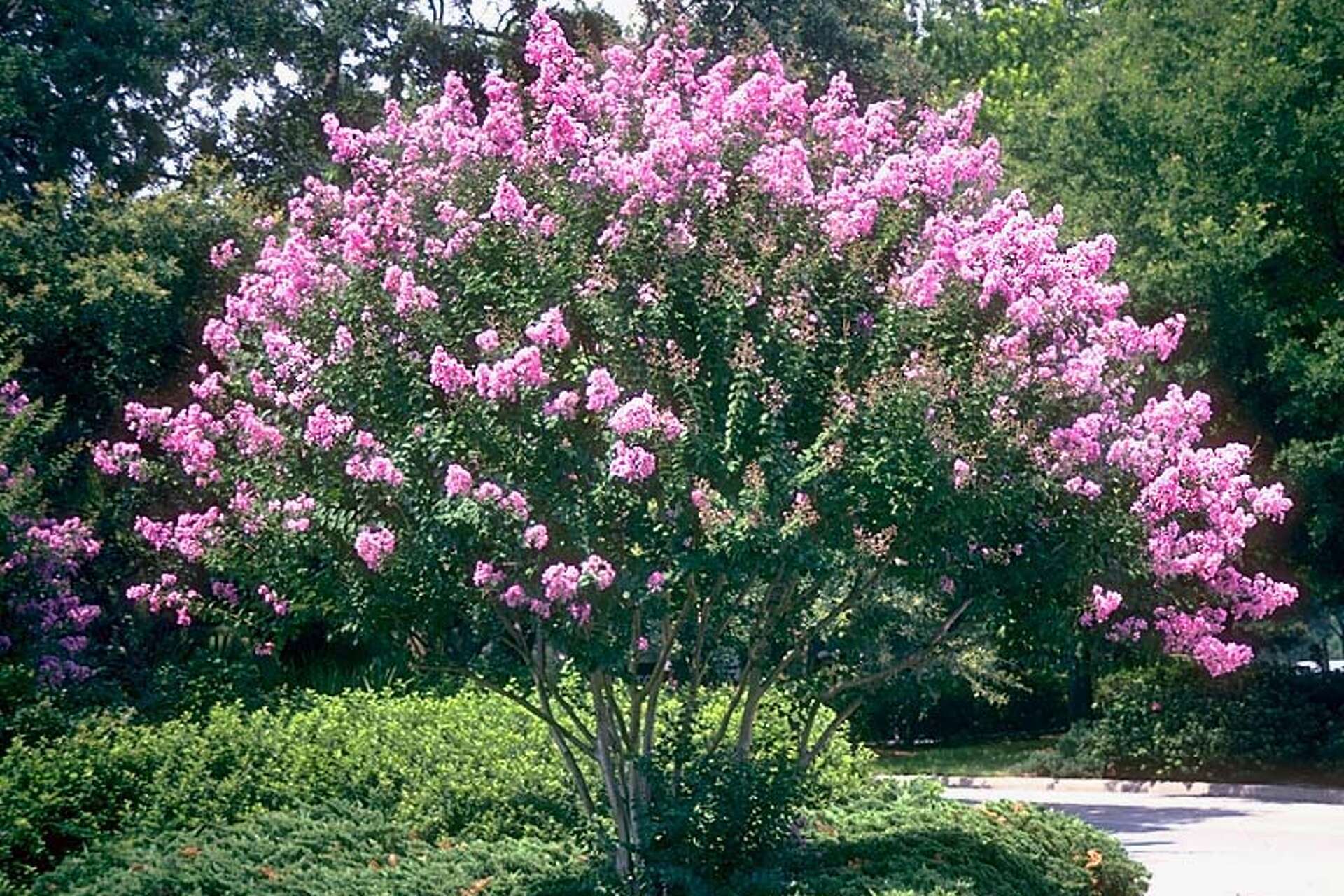 Helping crape myrtles thrive