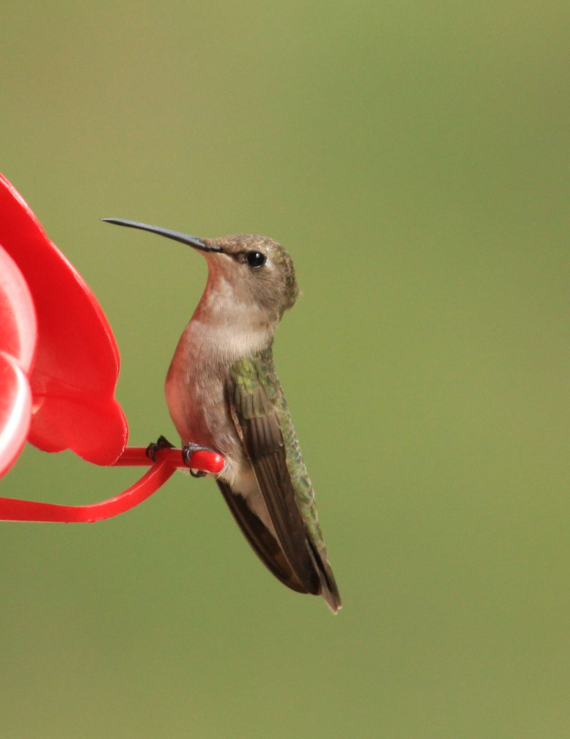 Providing a haven for hummingbirds