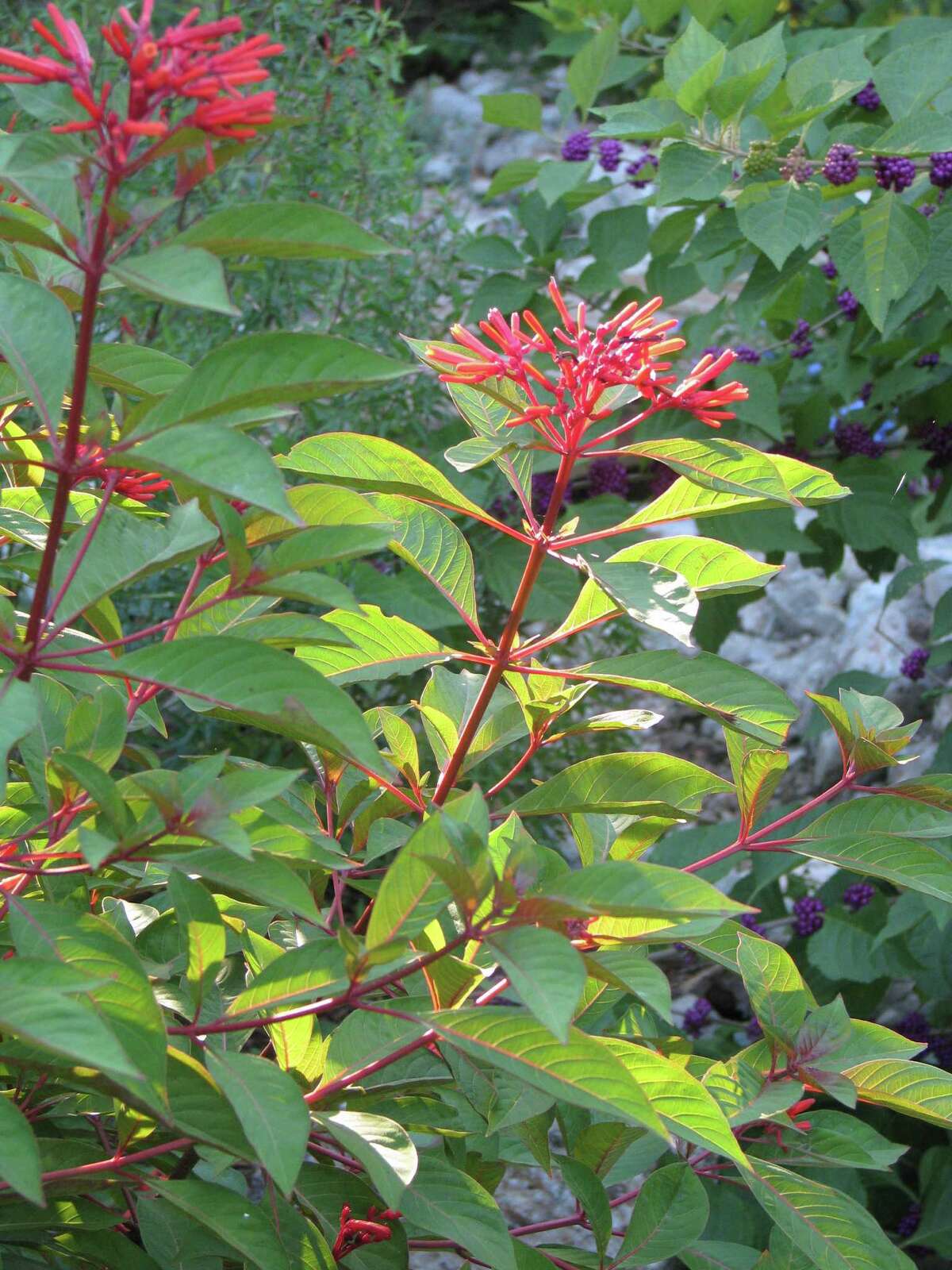 Providing a haven for hummingbirds