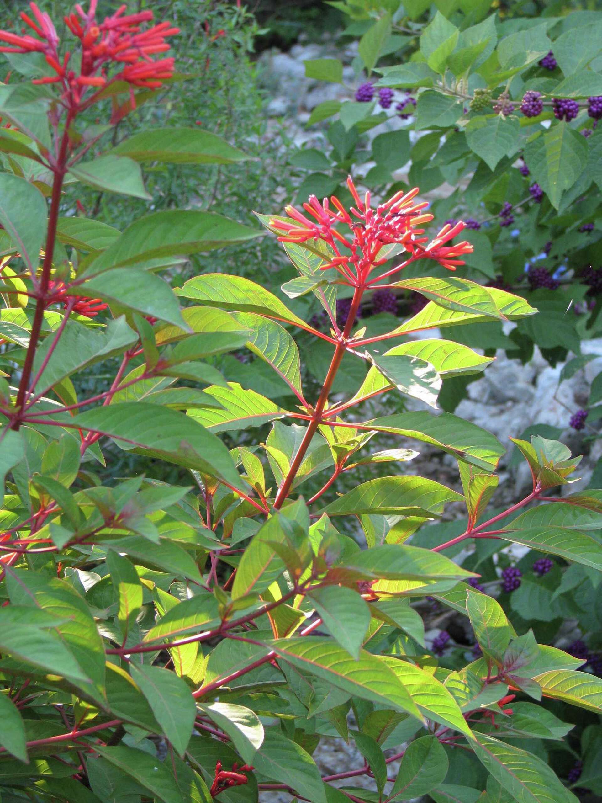Providing a haven for hummingbirds