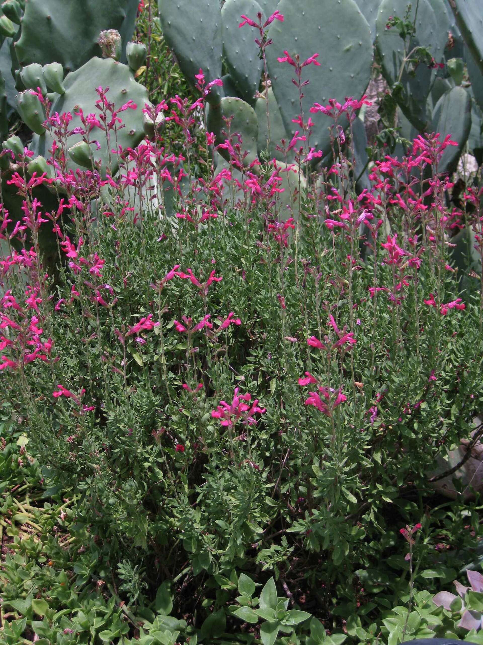 Providing a haven for hummingbirds