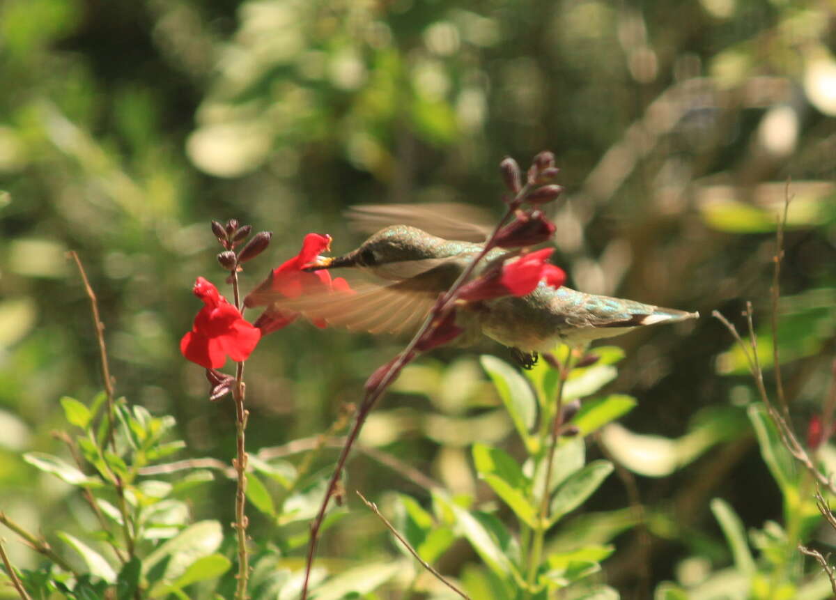 Providing a haven for hummingbirds