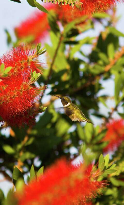 Providing a haven for hummingbirds