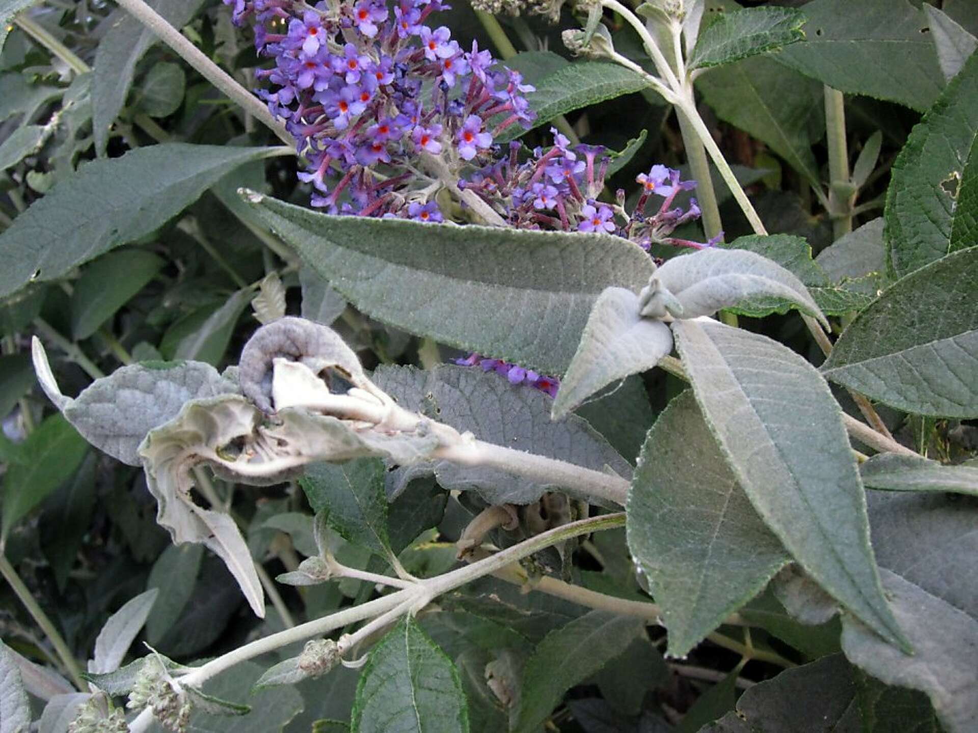 Plan pruning to beat the buddleia budworm