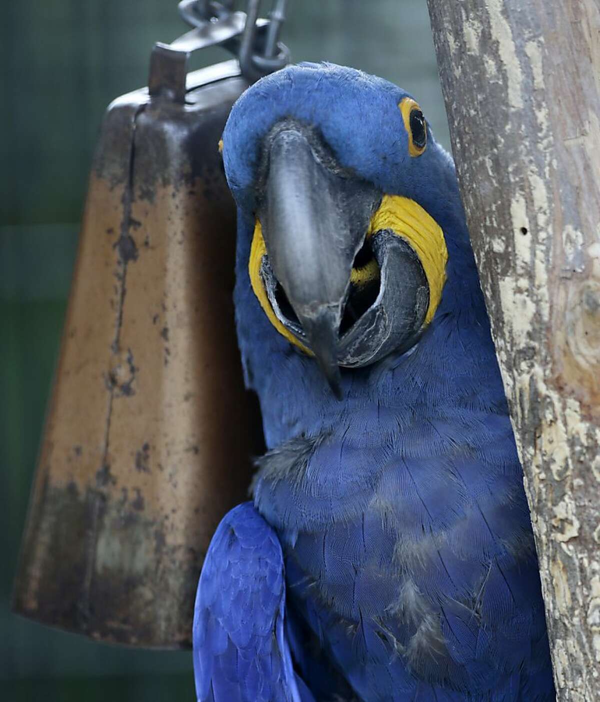 Most expensive exotic pets