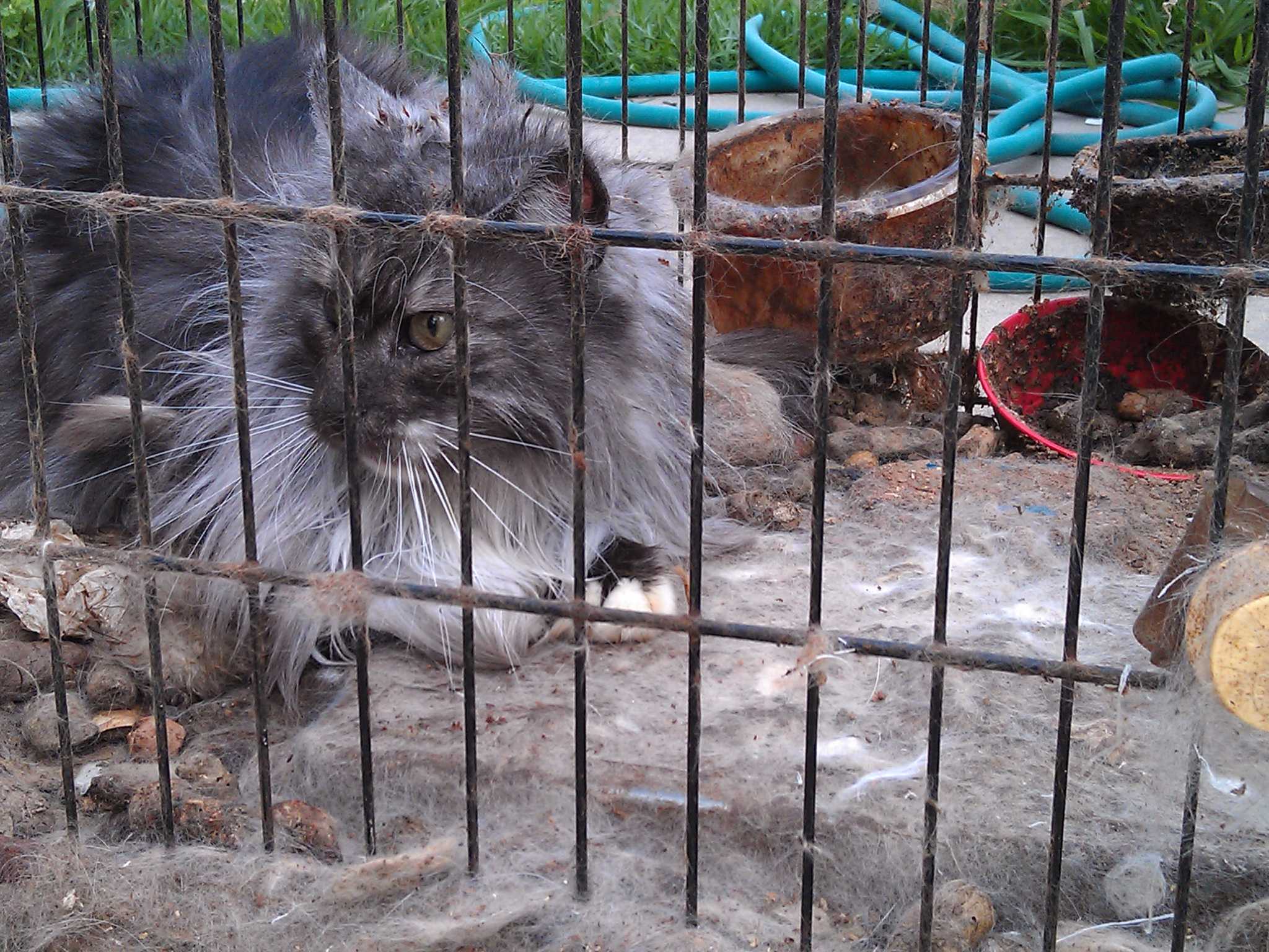 UPDATE: Humane Society issues statement about animal cruelty penalty