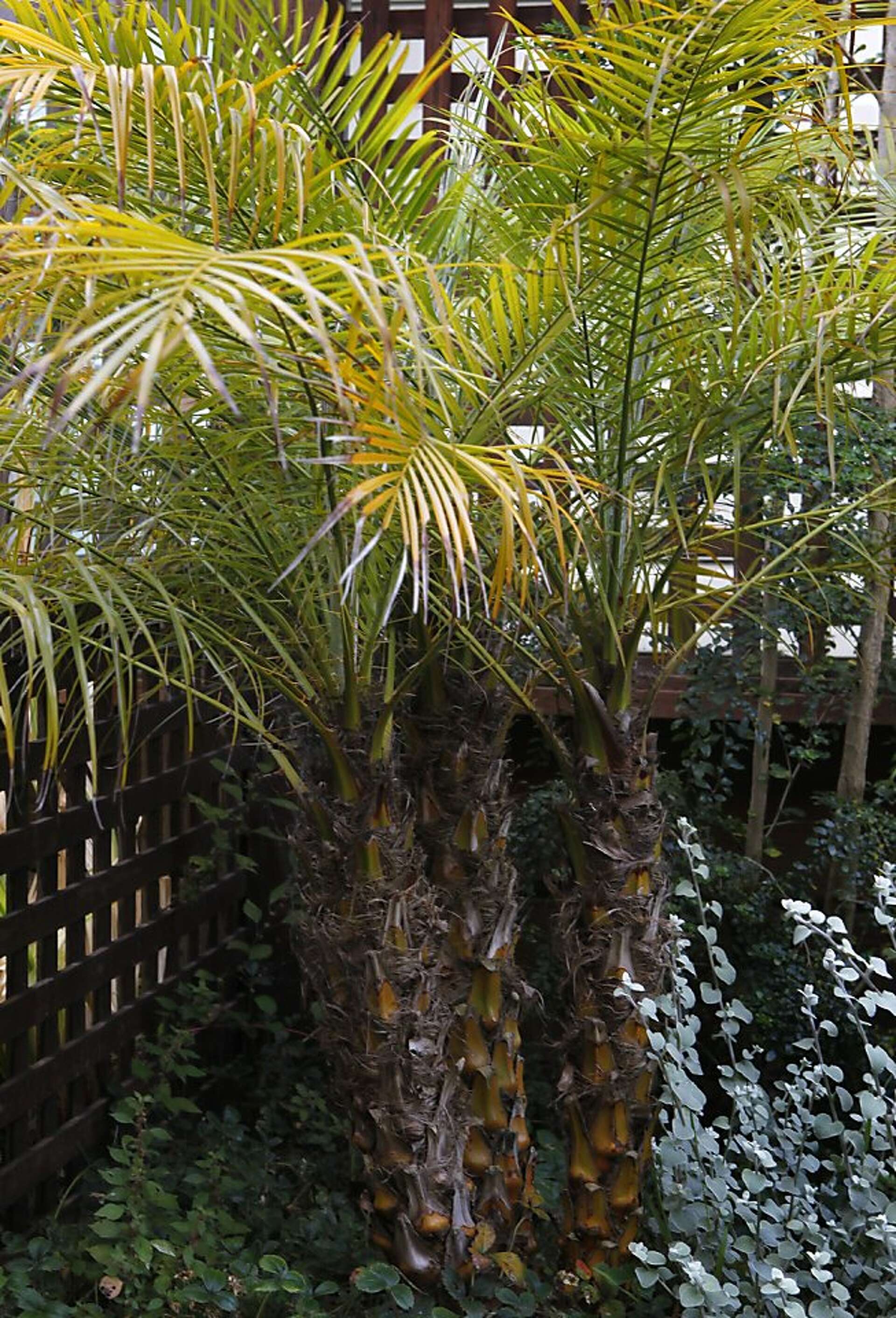 S.F. 'nanoclimates' create gardening challenges