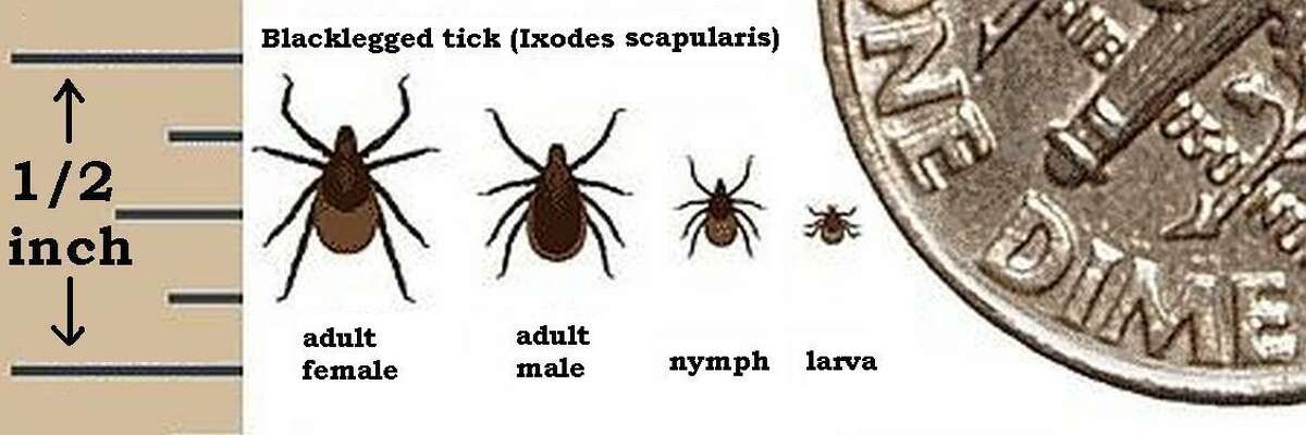 Area ticks laden with disease, study shows