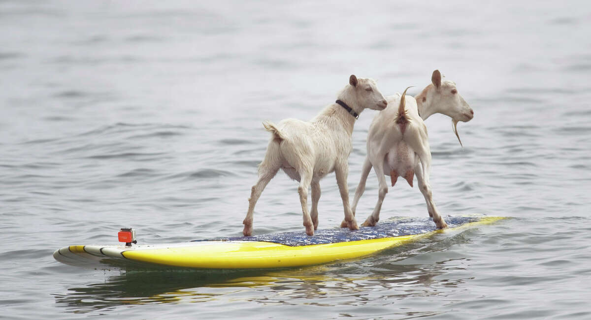 Surfing goats