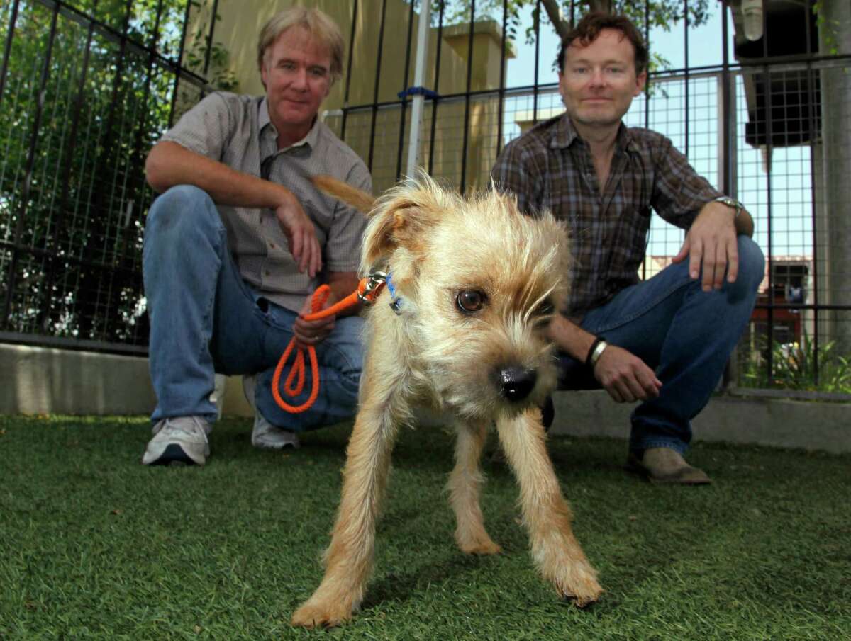 The search is on for a mutt who will become Benji