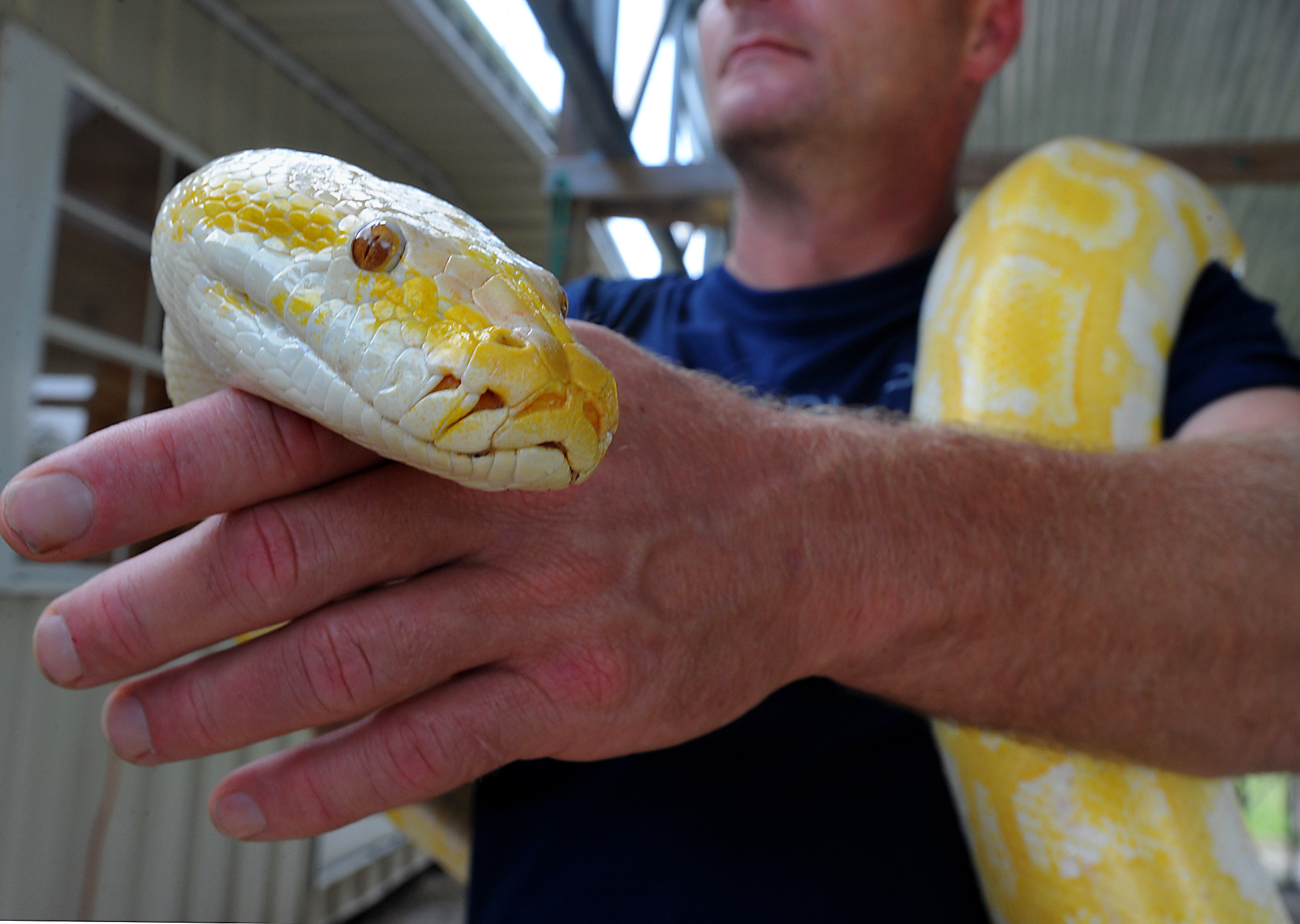 Gator Country's Skittles is 'a mama snake for the first time'