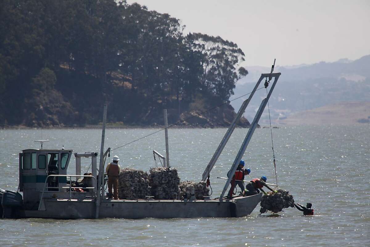 Building homes for oysters in S.F. Bay
