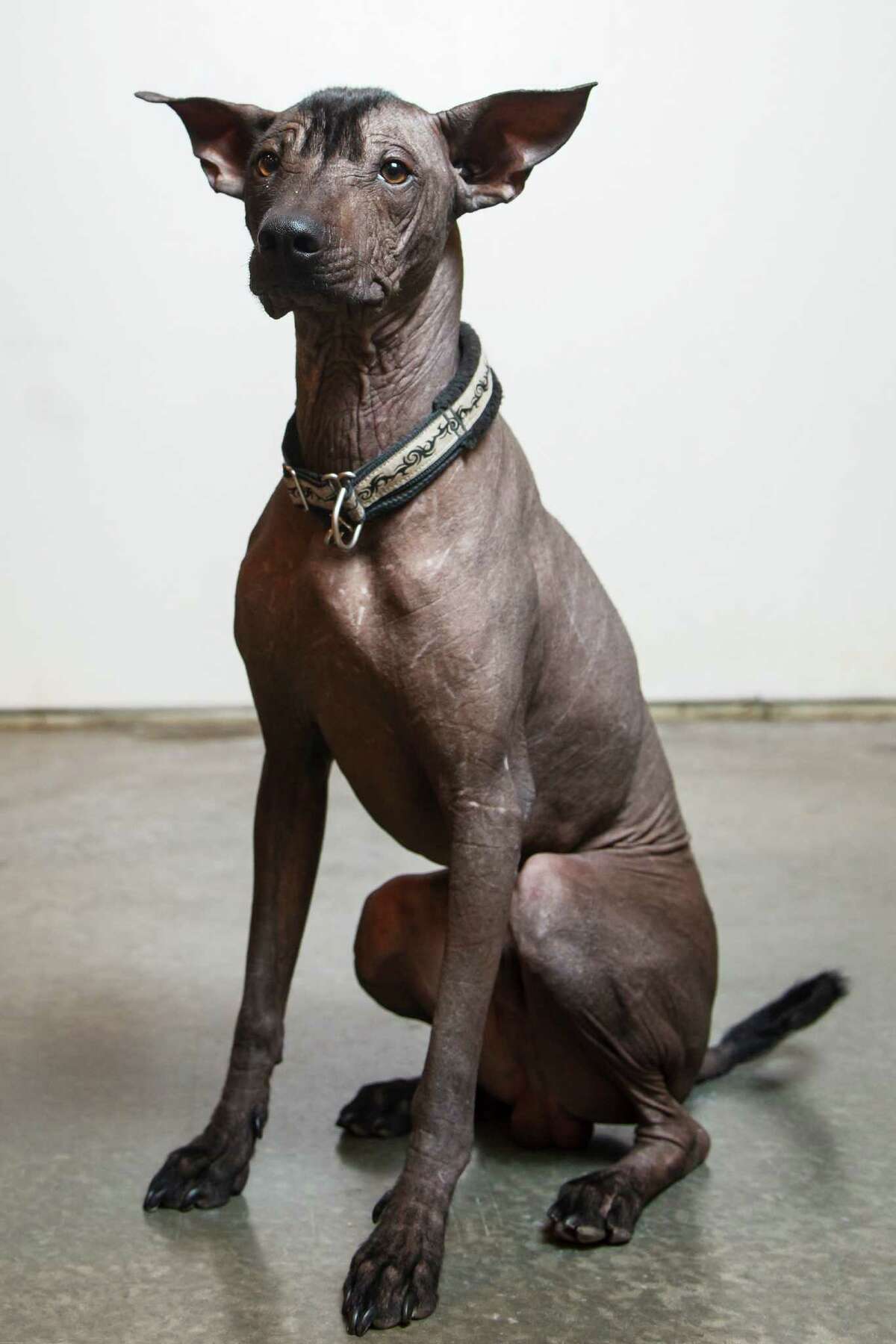 Hairless dogs compete at Reliant show