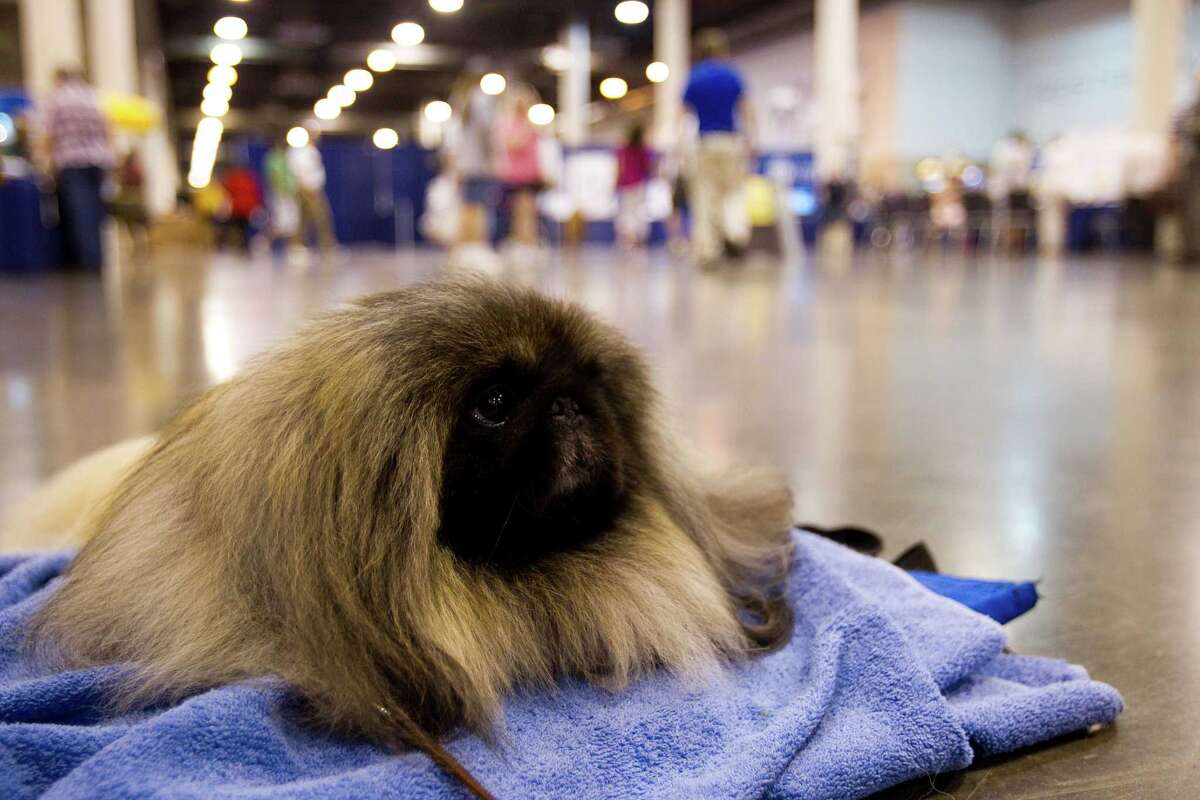 Competitive canines shine at dog show
