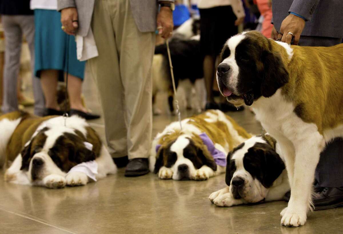Competitive canines shine at dog show