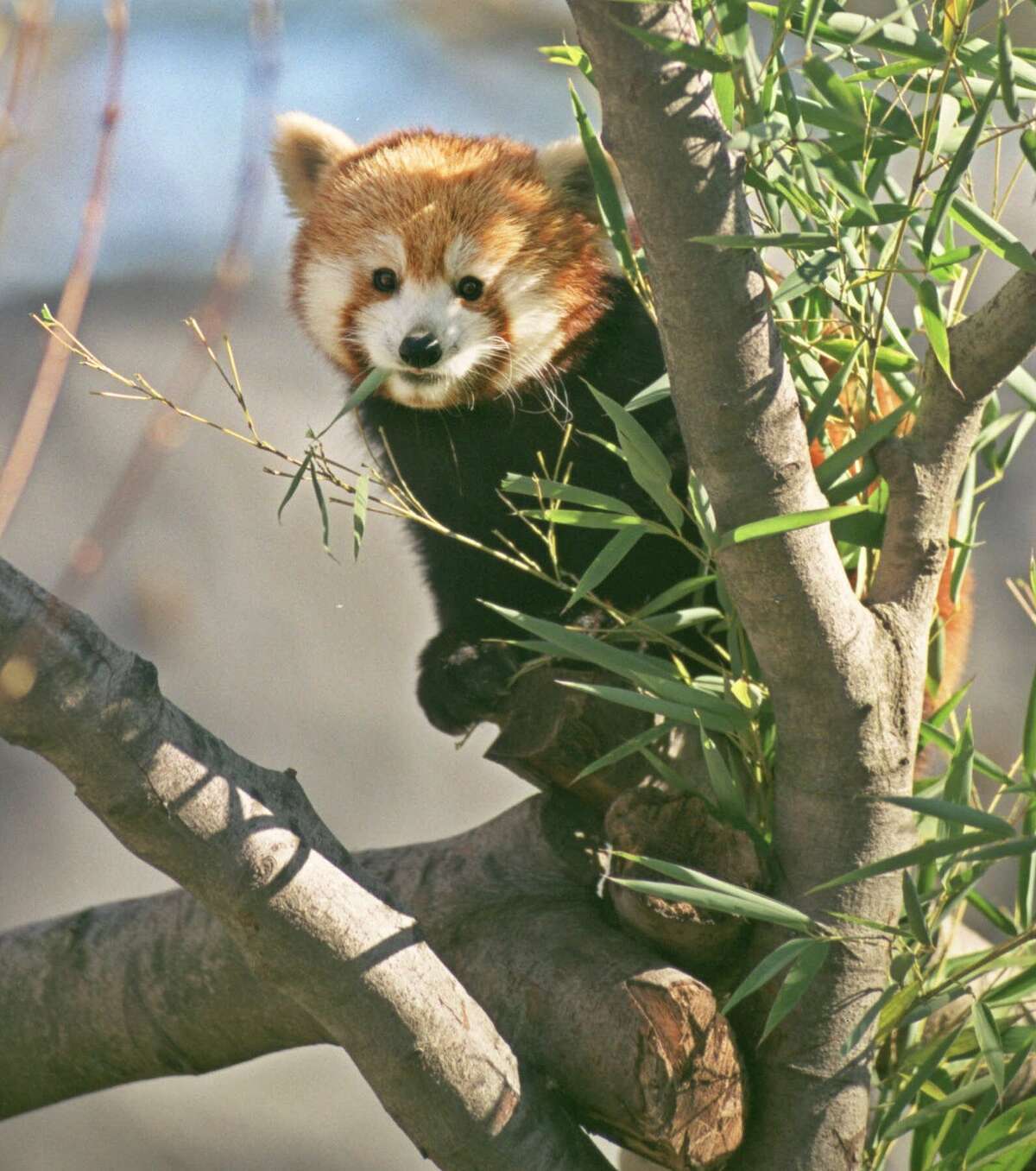 Valuable endangered species