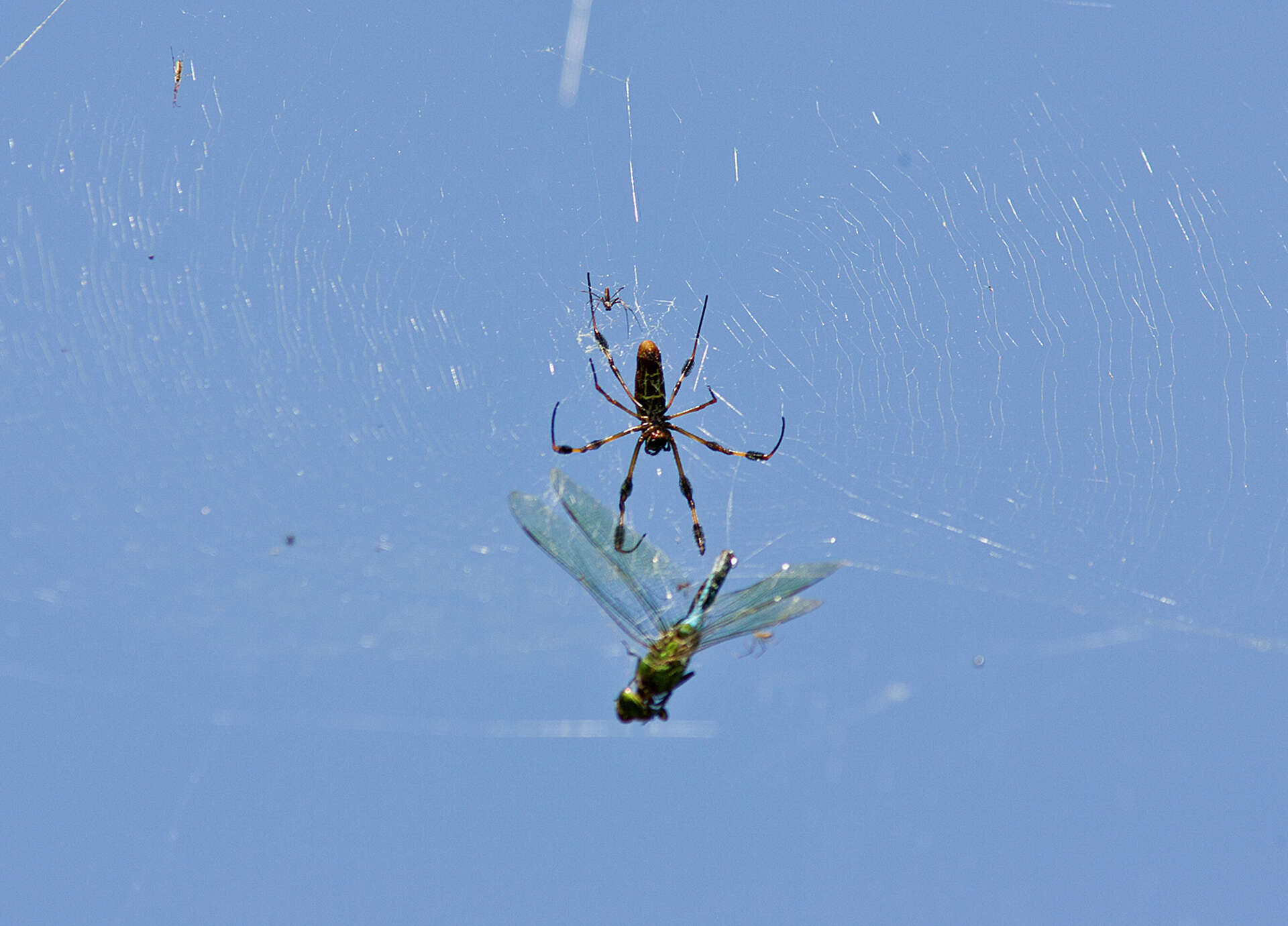 Spider webs pose a danger for small birds