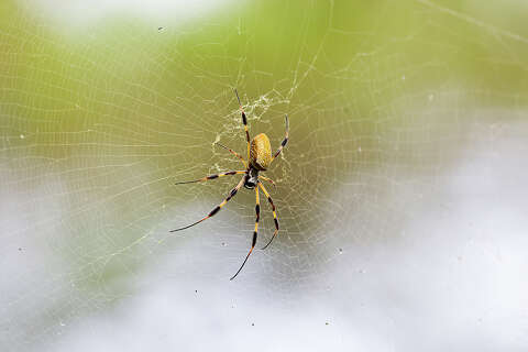 Spider webs pose a danger for small birds