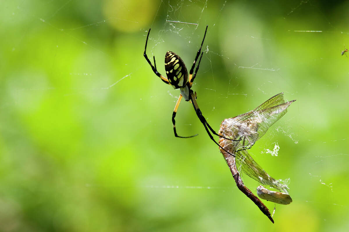 Spider webs pose a danger for small birds